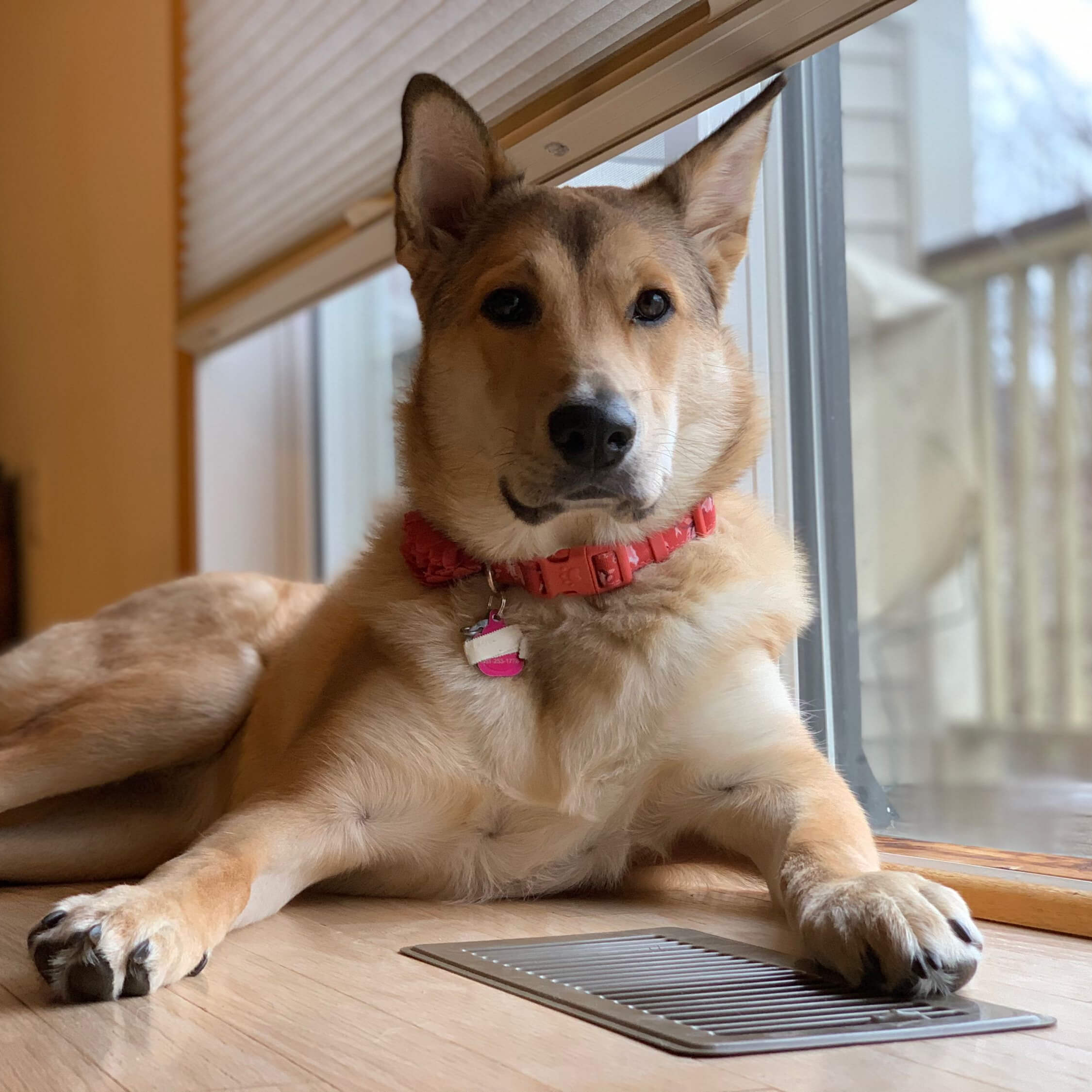 3 Tips for Correcting Your Dog's Behavior Issues - Juanita Bay ...